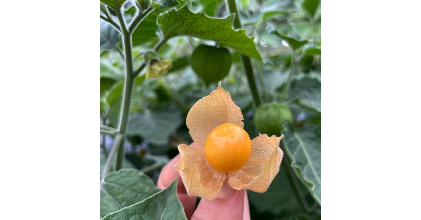 Physalis (Perui földicseresznye) palánta - 10 db-os - Sweet Potato ...