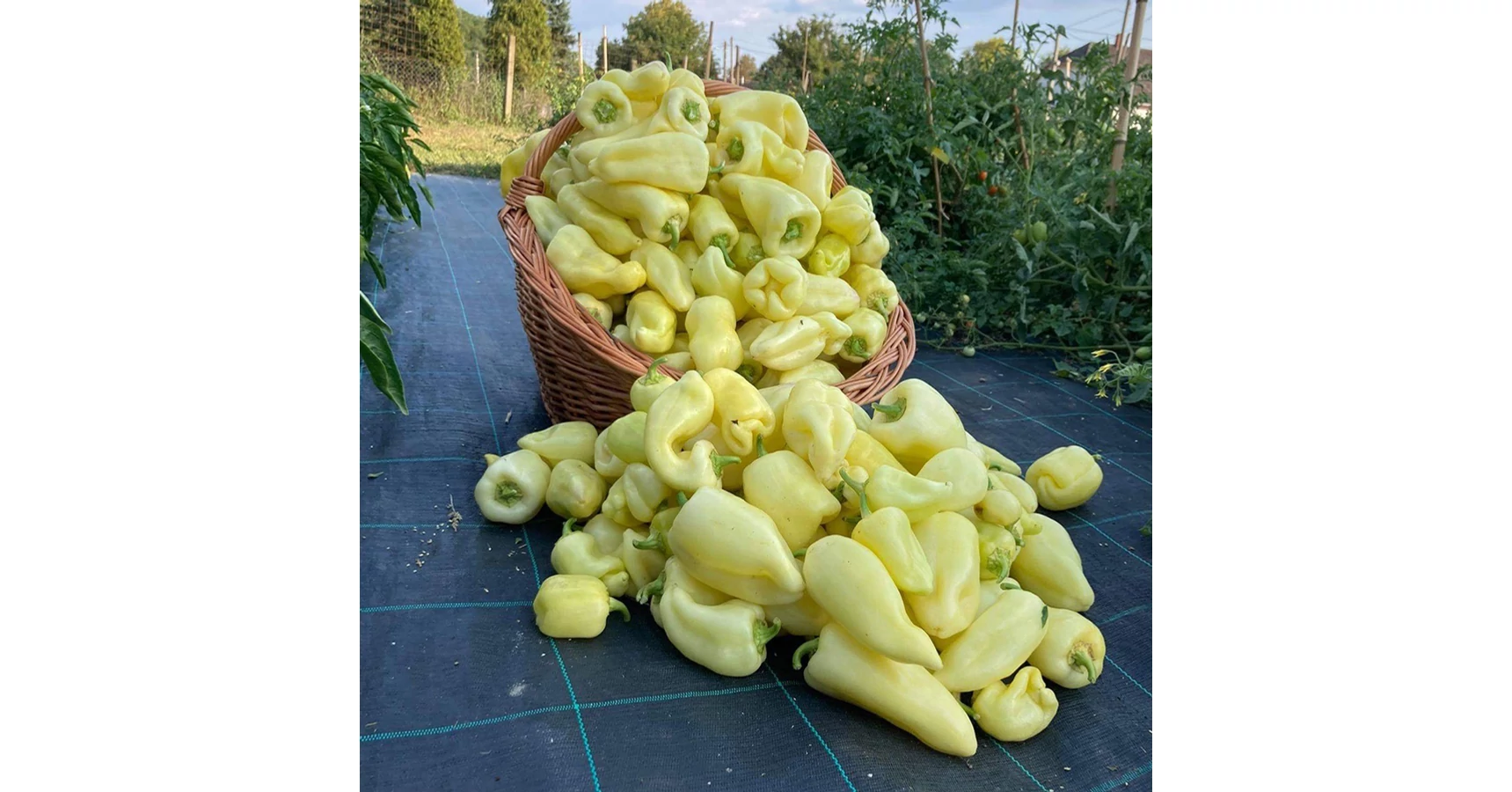 Amy tv paprika palánta - 10 db-os - Sweet Potato - Palántás.hu Webáruház