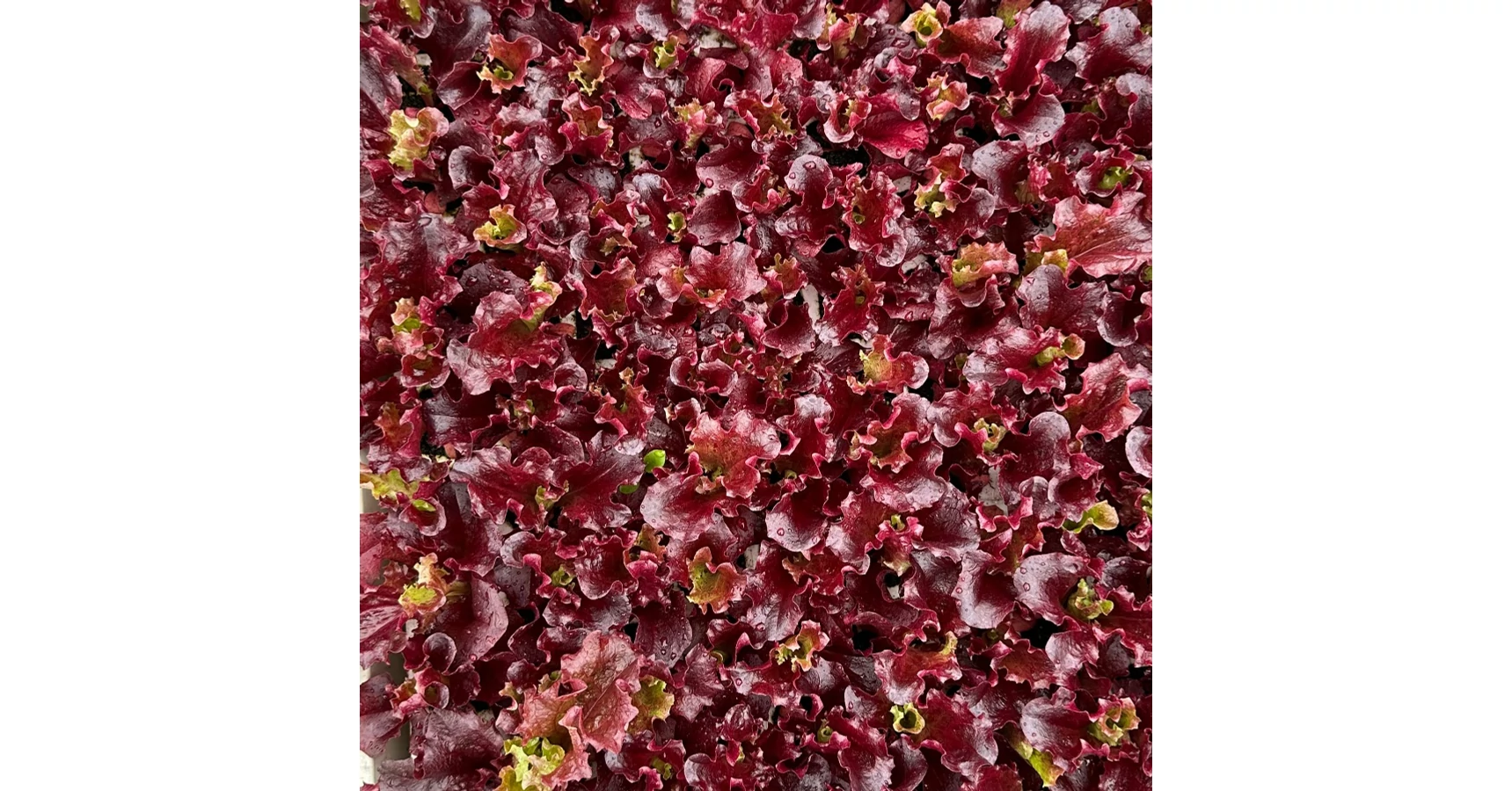 Shirane Sky RZ batávia saláta palánta (későbbi) - 10 db-os - Sweet ...