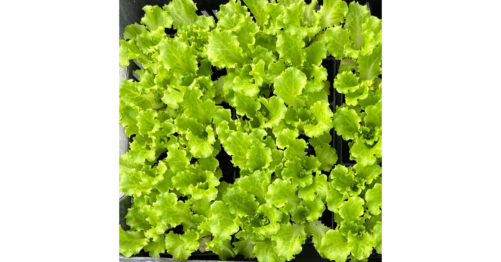 Comedion RZ batávia saláta palánta (későbbi) - 10 db-os - Sweet Potato ...