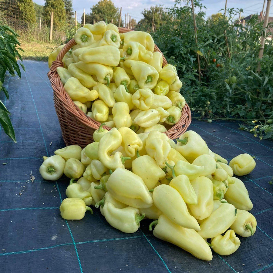 Amy tv paprika palánta - 10 db-os - Sweet Potato - Palántás.hu Webáruház